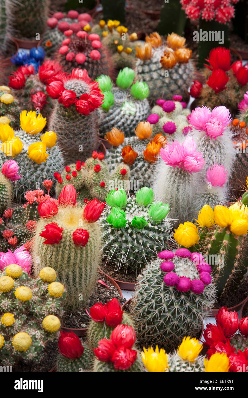 Cactus Flowers on Sale in Market Stall, Amsterdam Stock Photo - Alamy