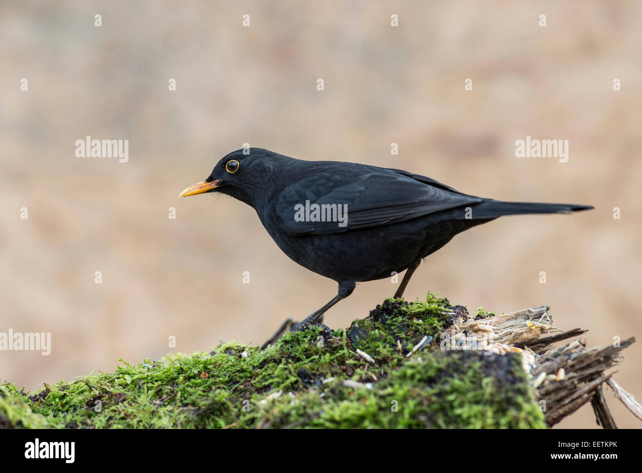 Amsel turdus merula eurasian blackbird hi-res stock photography and ...