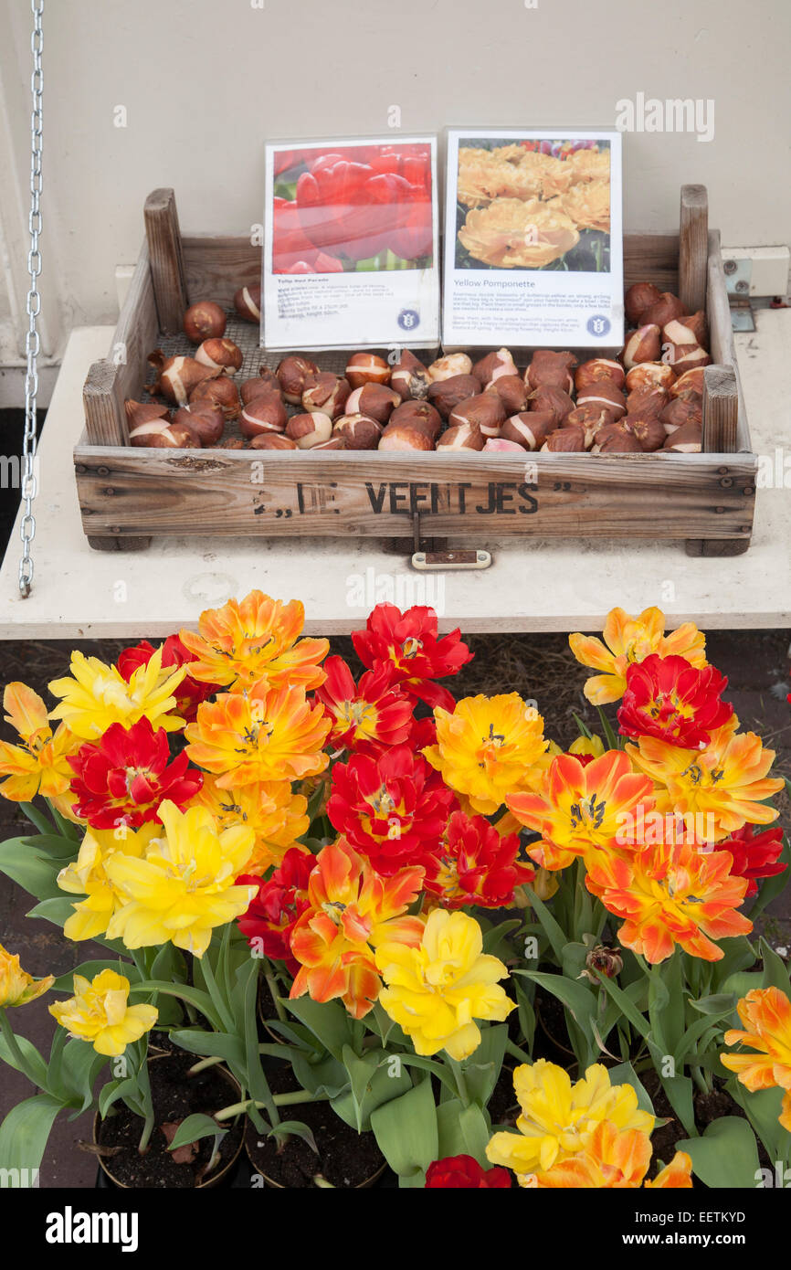 Tulip Bulbs and Flowers in Amsterdam, Holland Stock Photo - Alamy