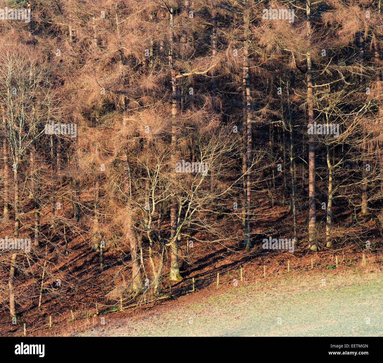 Scottish trees hi-res stock photography and images - Alamy