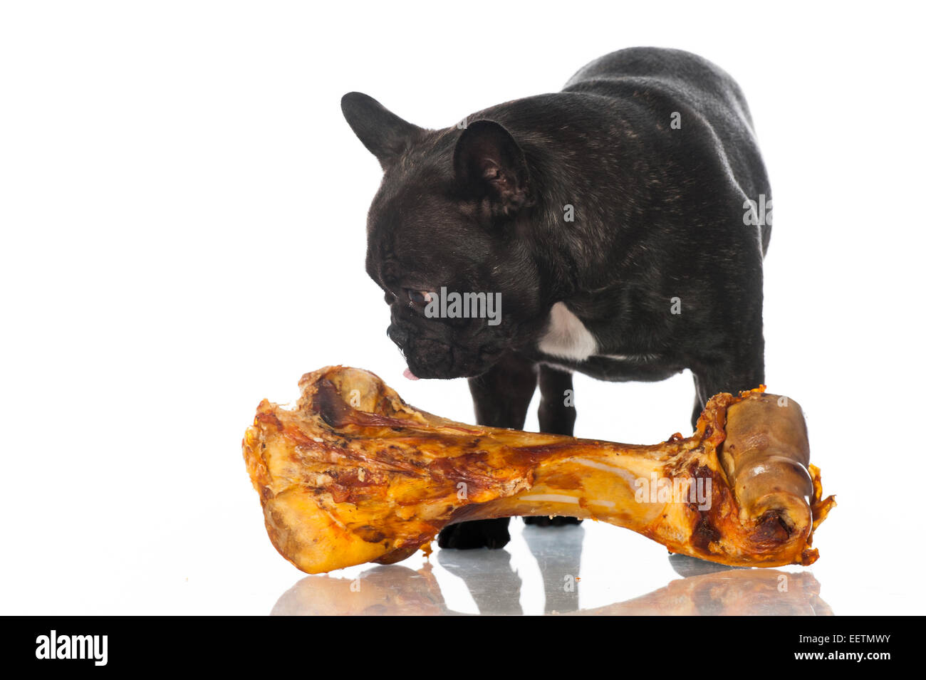 Bone isolated hi-res stock photography and images - Alamy