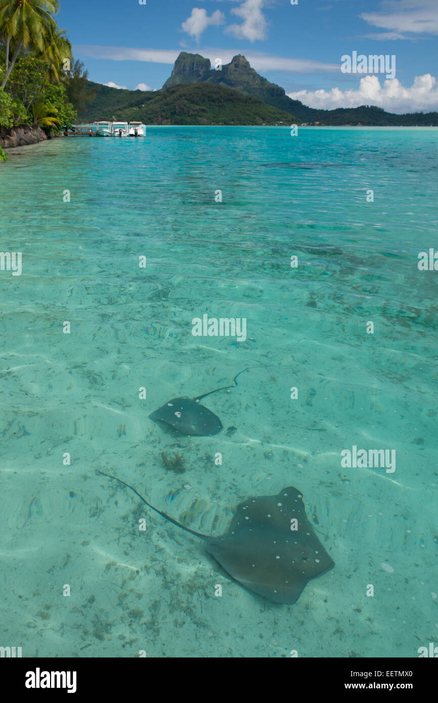 French Polynesia, Society Islands, Leeward Islands, Bora Bora. Haapiti ...