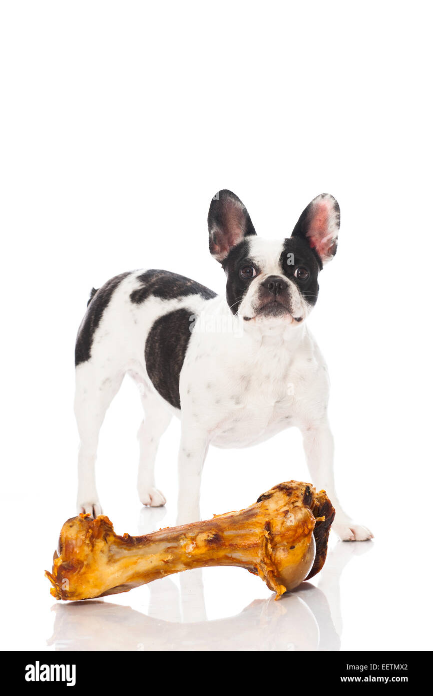 French bulldog with bone isolated on white Stock Photo - Alamy