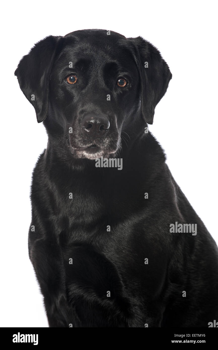 Black labrador breed hi-res stock photography and images - Alamy