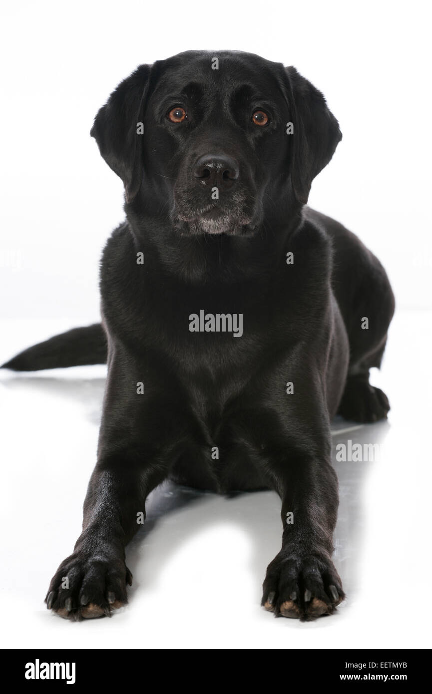 Large white labrador retriever Cut Out Stock Images & Pictures - Alamy