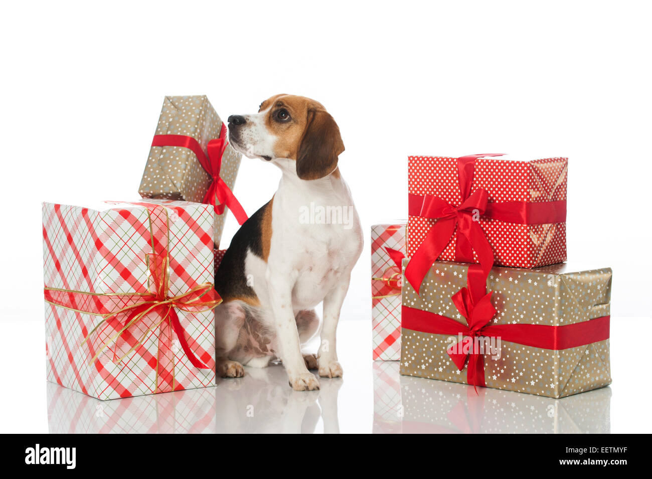 Dog presents hi-res stock photography and images - Alamy