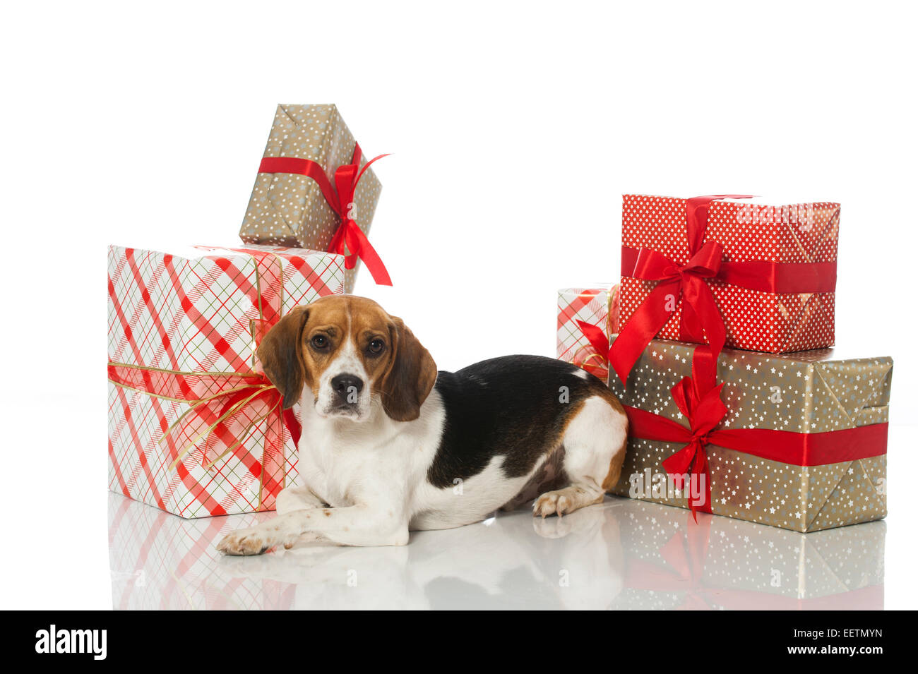 Dog presents hi-res stock photography and images - Alamy