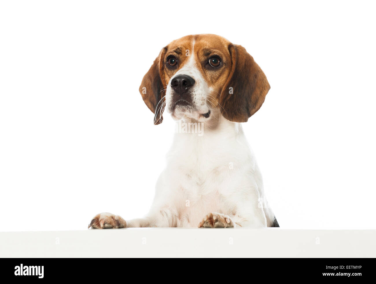 Beagle dog looking over a wall Stock Photo - Alamy