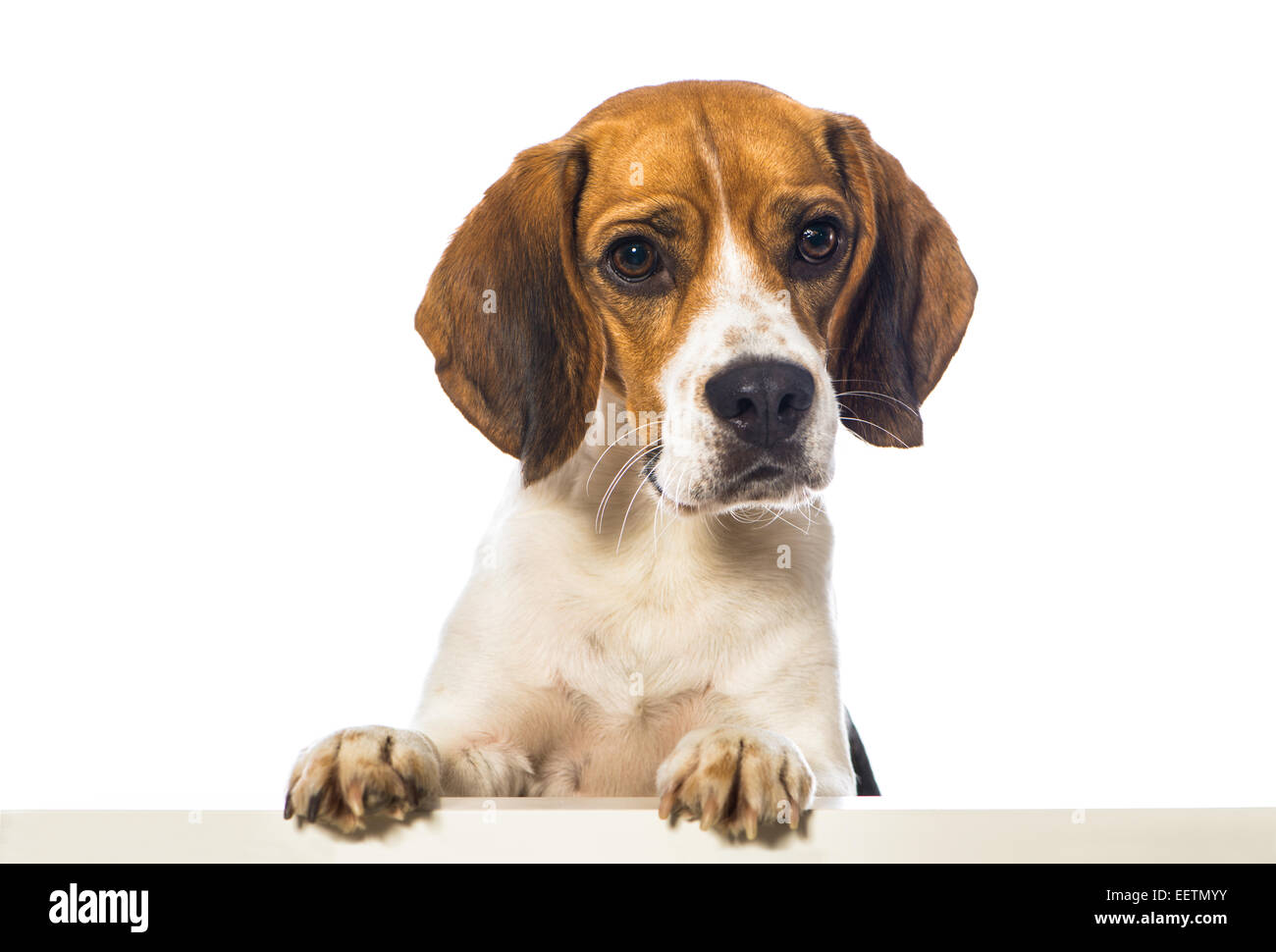 Beagle dog looking over a wall Stock Photo - Alamy