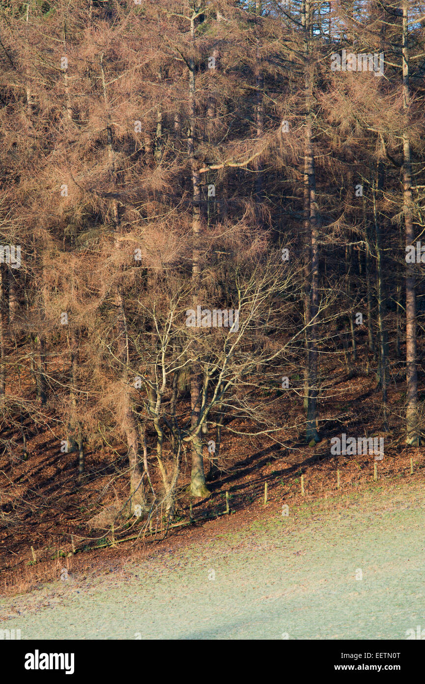 Scottish trees hi-res stock photography and images - Alamy