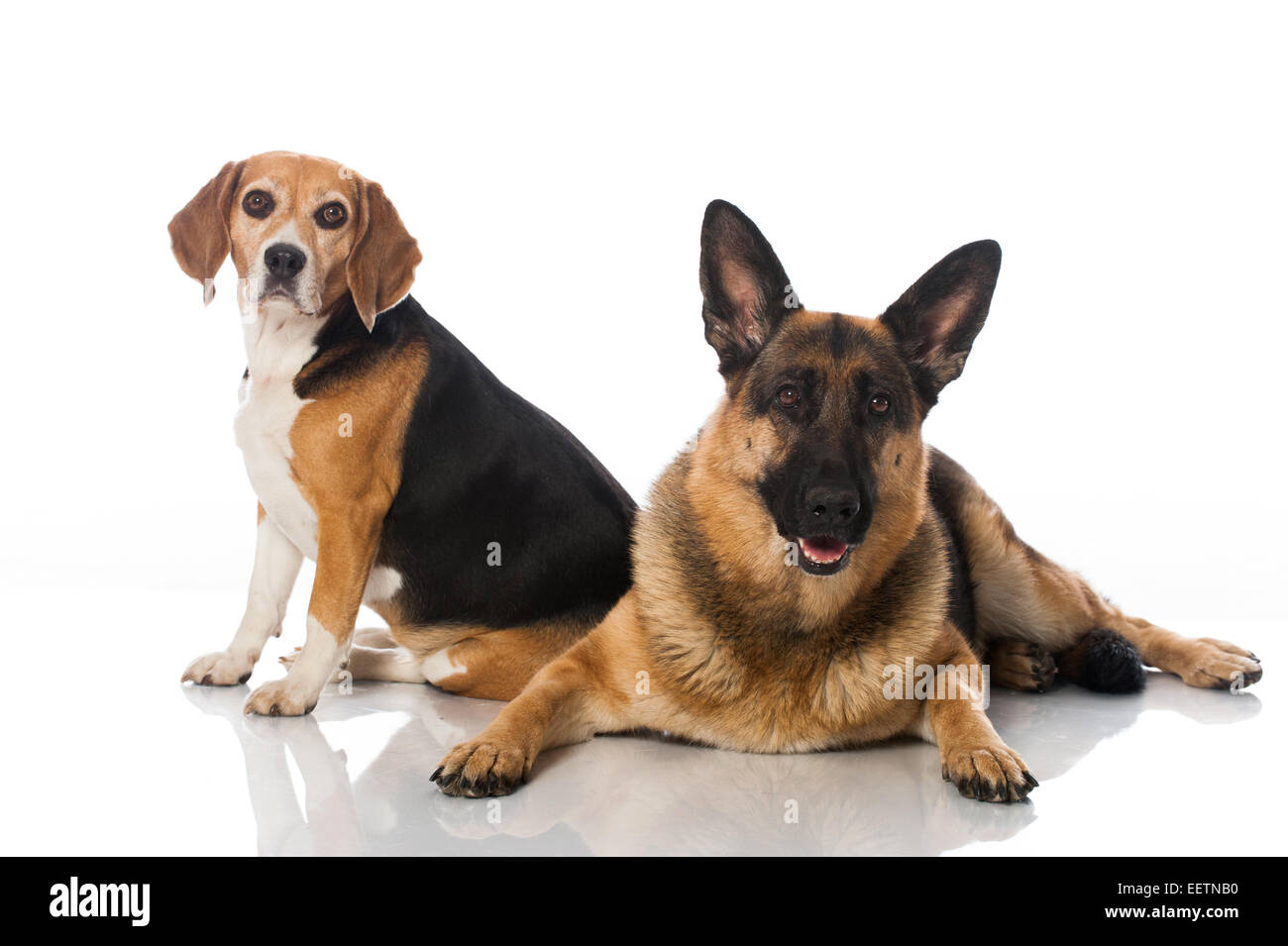 Two dogs isolated on white background Stock Photo - Alamy