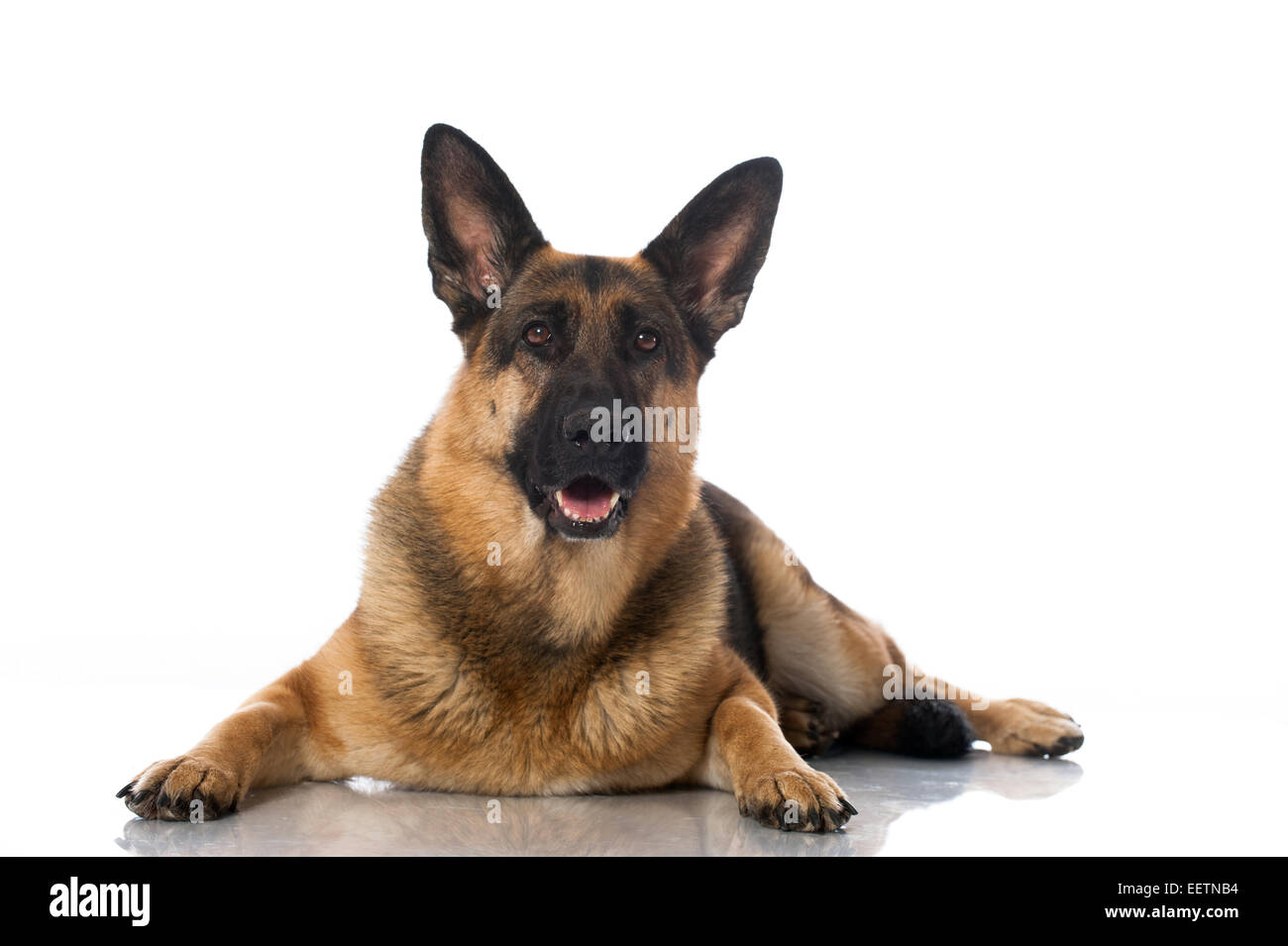 German shepherd dog isolated on white background Stock Photo - Alamy