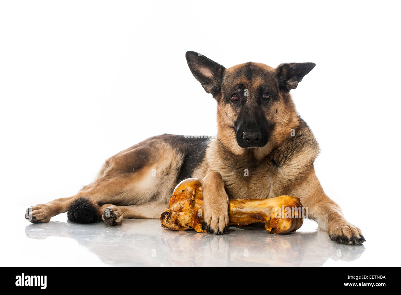 German shepherd with bone isolated on white Stock Photo - Alamy