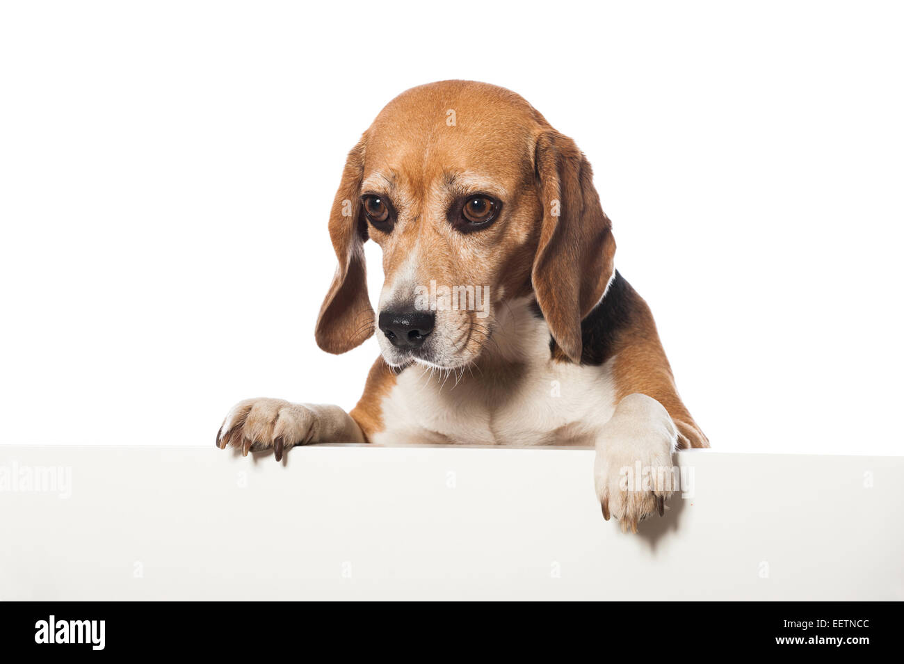 Dog banner placeholder hi-res stock photography and images - Alamy