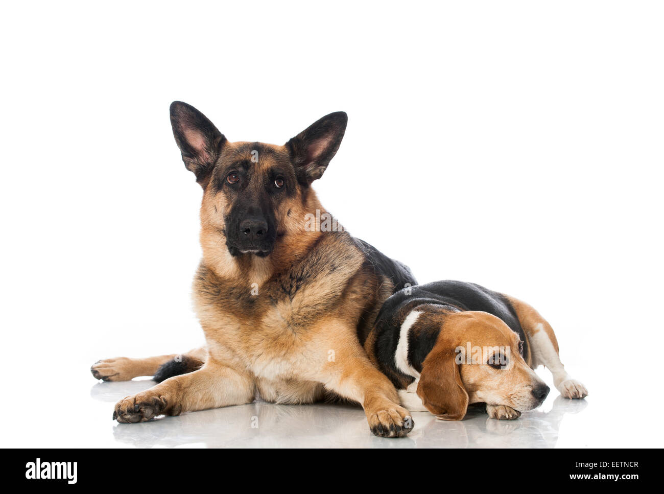 Two dogs isolated on white background Stock Photo - Alamy