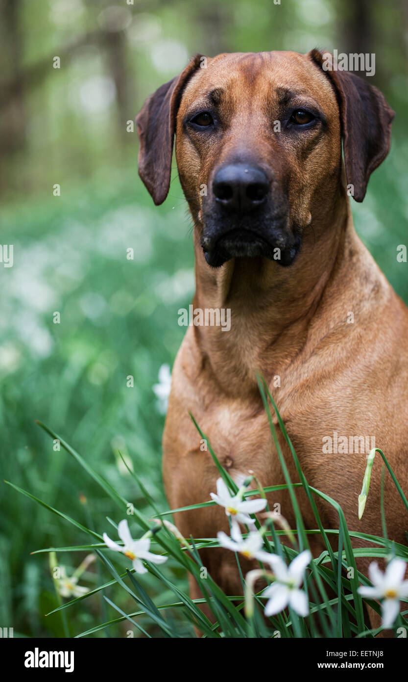 Rhodesian Ridgeback sitting in a field of poet's daffodils Narcissus ...