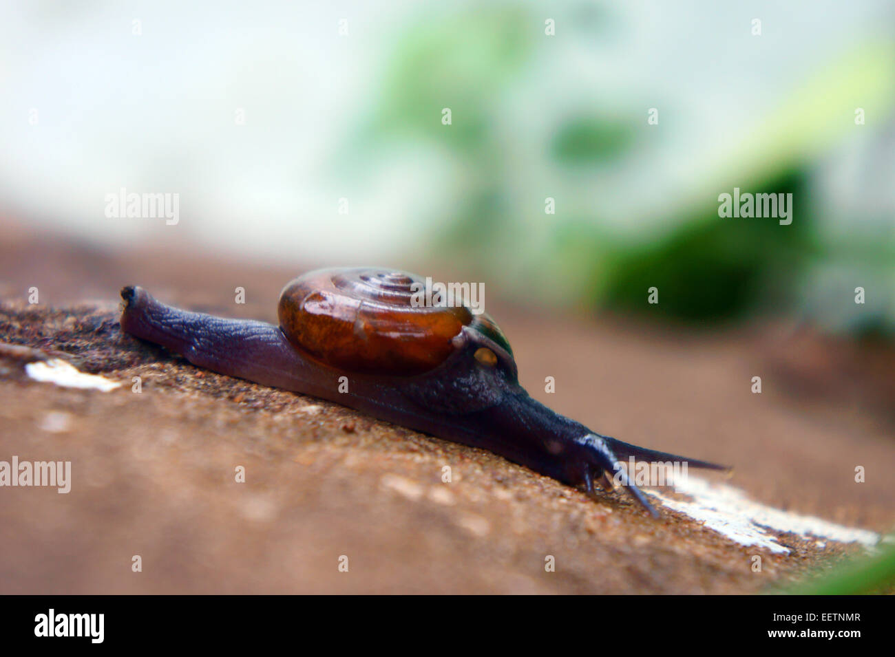Snail parasite hi-res stock photography and images - Alamy