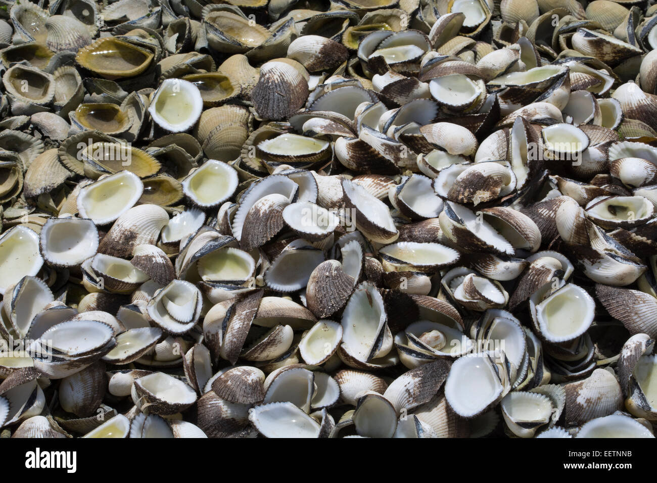 Fiji, Southern Lau Group, Island of Fulanga. Beach covered with shells ...