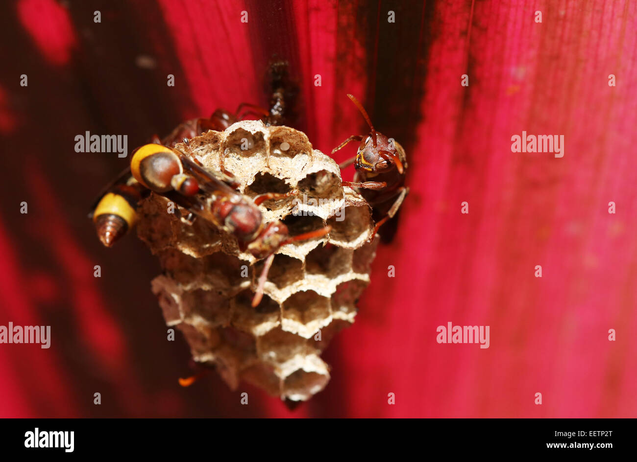Bee nest hi-res stock photography and images - Alamy