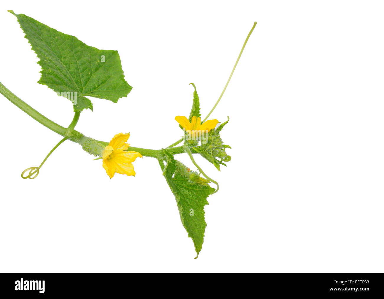 Cucumber flower Cut Out Stock Images & Pictures - Alamy