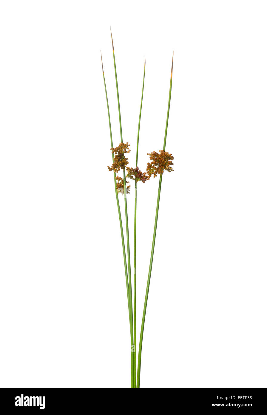 Common rush hi-res stock photography and images - Alamy