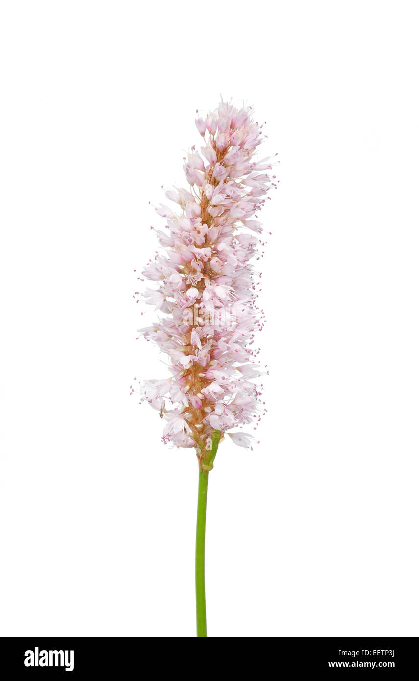 Water knotweed (Persicaria amphibia Stock Photo - Alamy