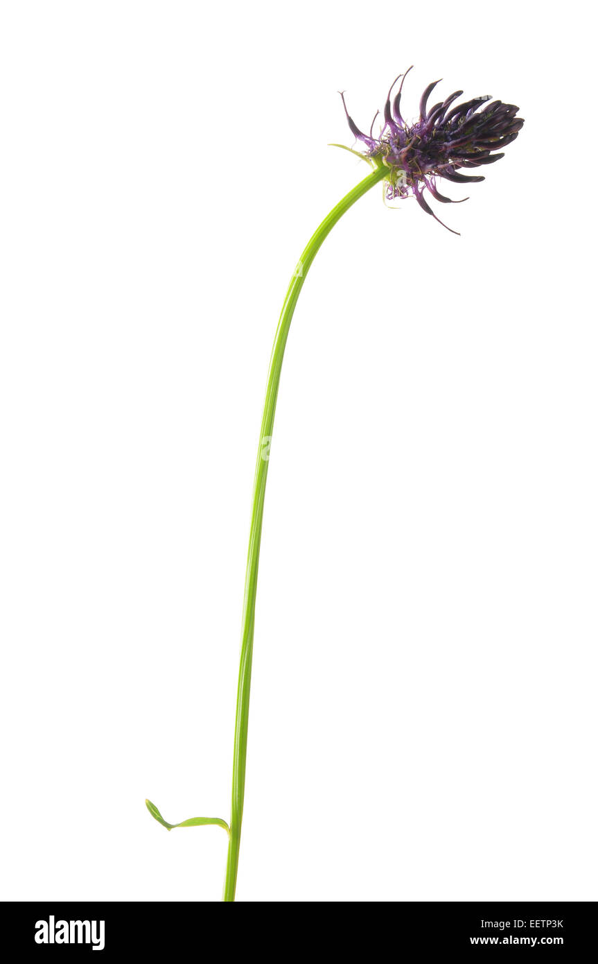 Black rampion (Phyteuma nigrum Stock Photo - Alamy