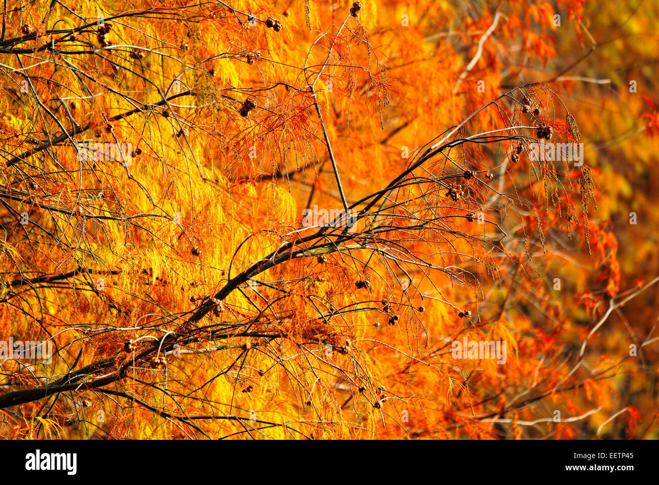 Gold Autumn with sunlight and sunbeams / Beautiful Trees in the forest ...