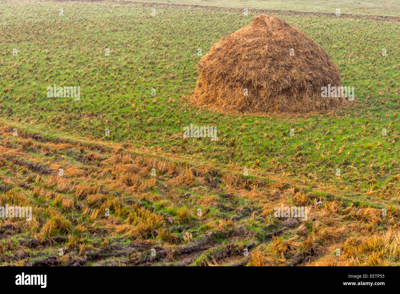 Haystack on farm land Stock Photo - Alamy