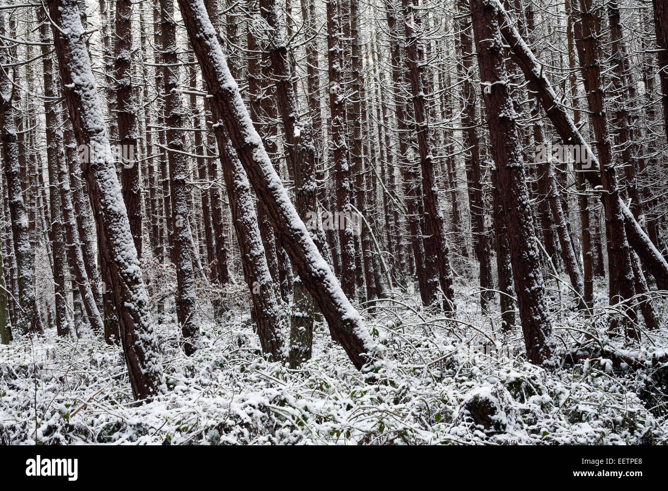 Snowy pine trees in a forest in Burnopfield, County Durham, northern ...