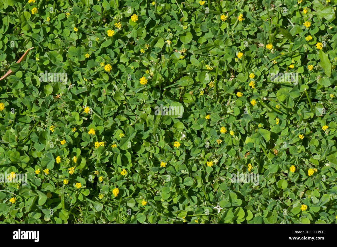 Black medick, Medicago lupulina, prostrate plants flowering in a lawn ...