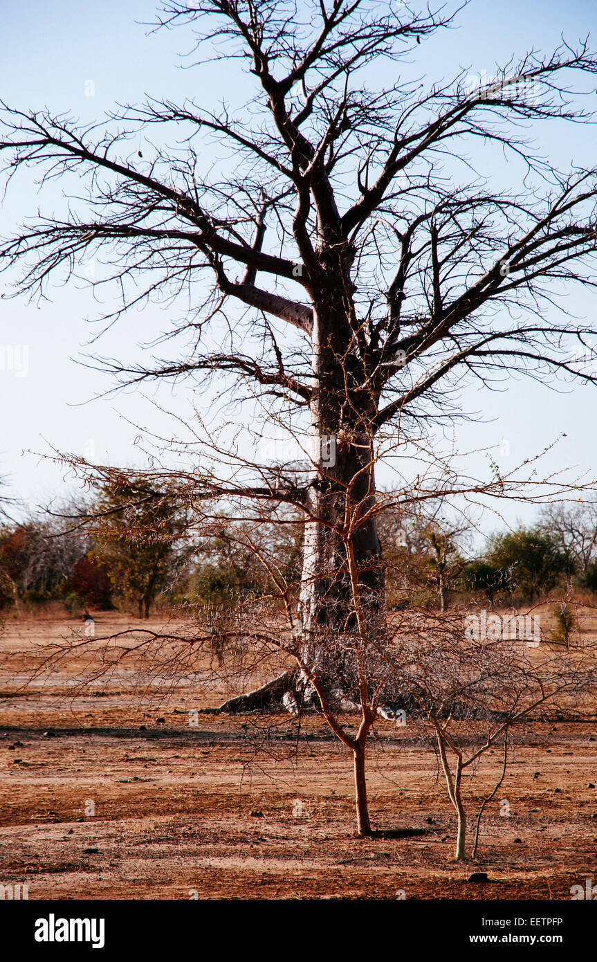 Leafless baobab tree in the arid savannah, Mali Stock Photo - Alamy