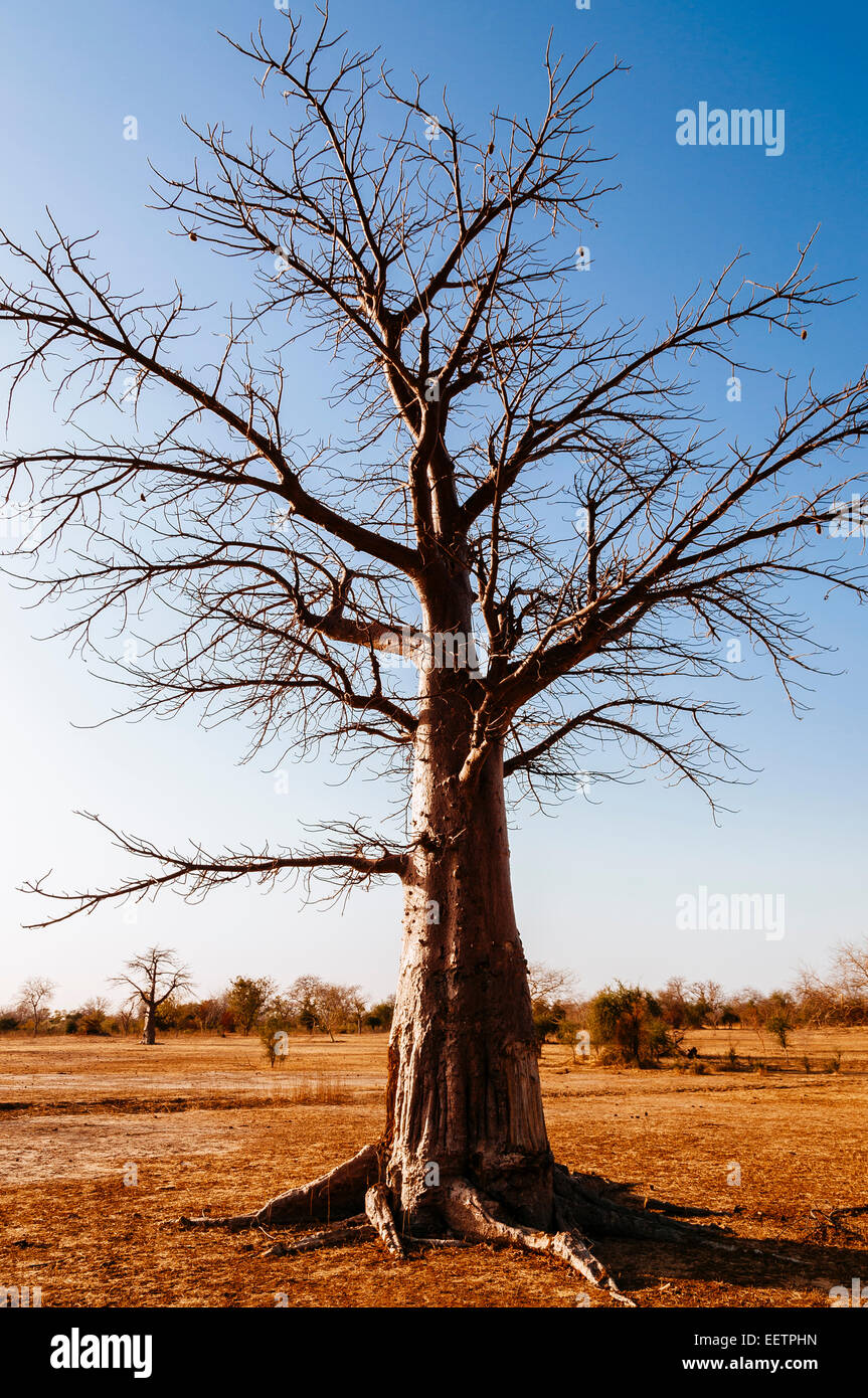Leafless baobab tree in the arid savannah, Mali Stock Photo - Alamy