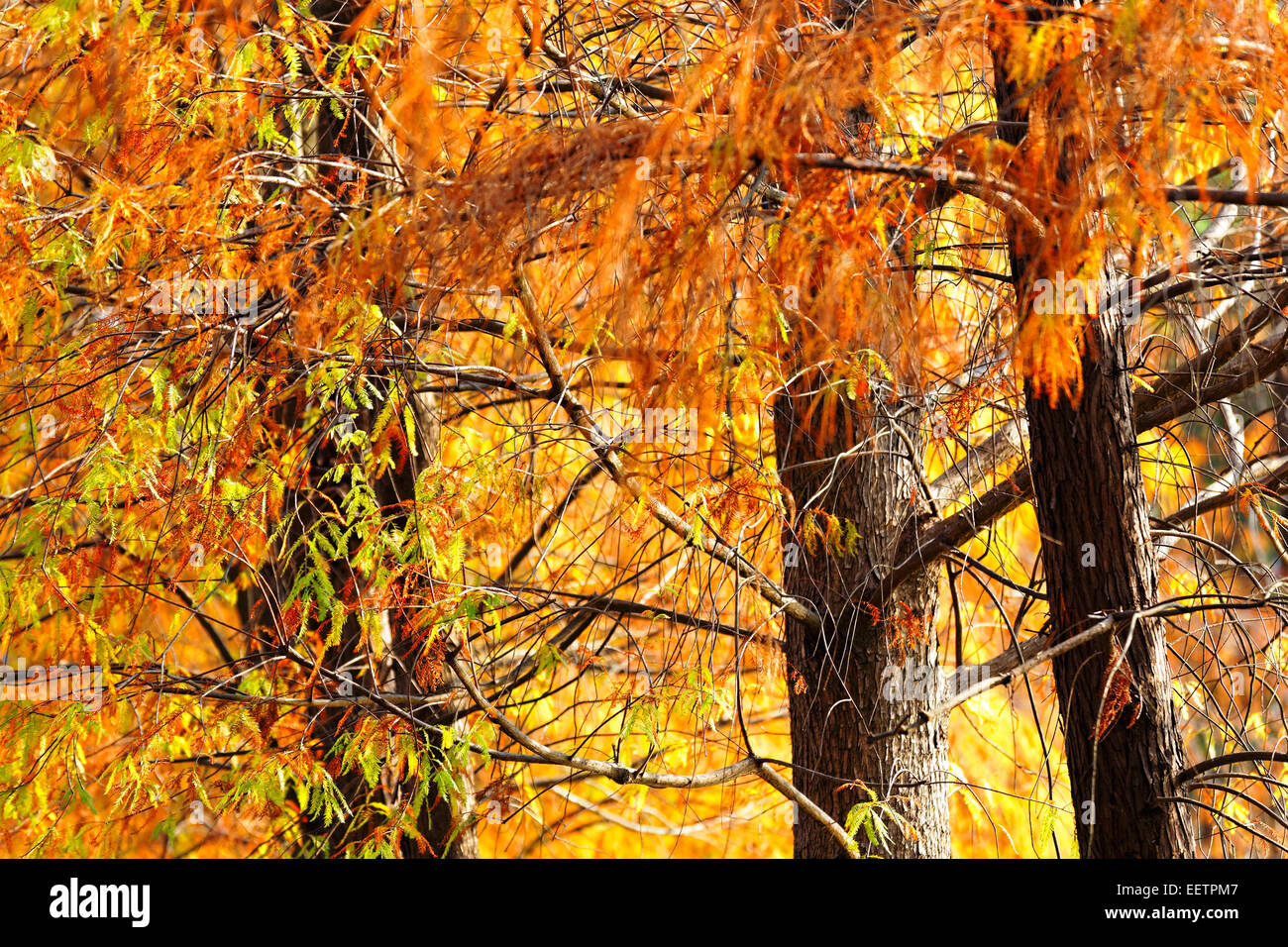 Gold Autumn with sunlight and sunbeams / Beautiful Trees in the forest ...