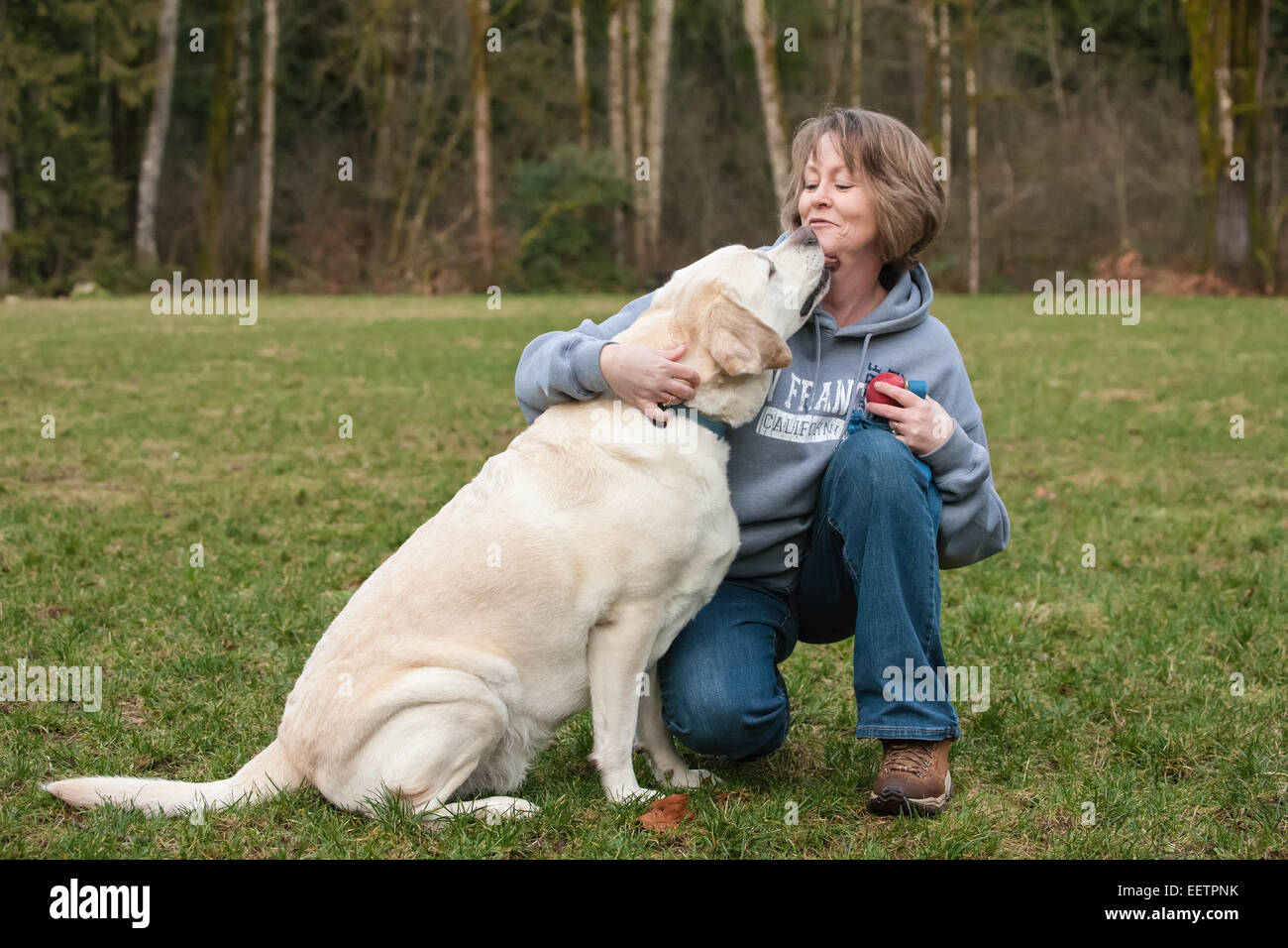 6 year old English Yellow Labrador, Murphy, affectionately licking his ...