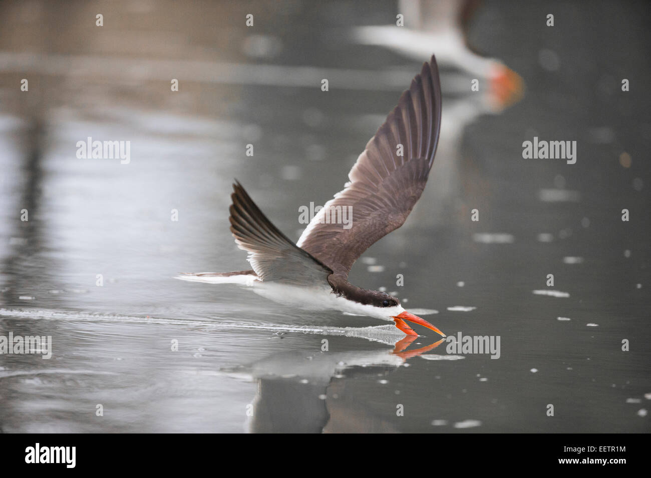 African skimmer fishing hi-res stock photography and images - Alamy