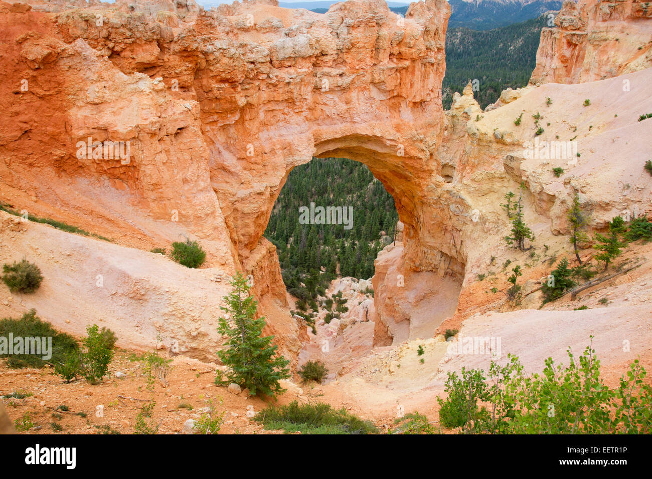 View of hoodoos & other limestone rock formations from Natural Bridge ...