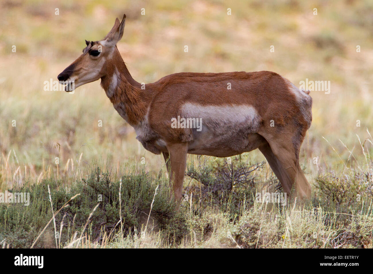 Pronghorn antelope buck and doe hi-res stock photography and images - Alamy