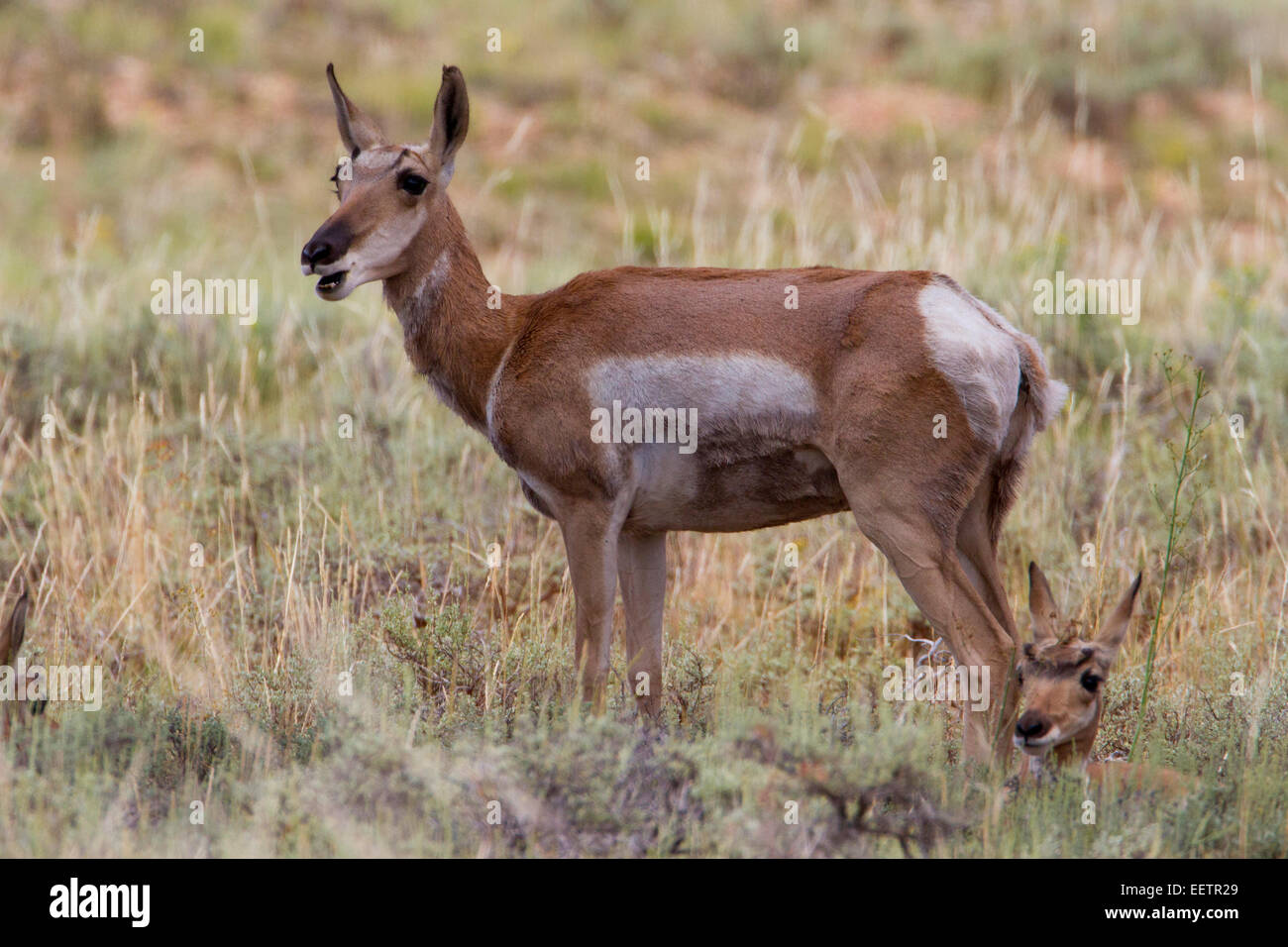 Pronghorn antelope doe hi-res stock photography and images - Alamy
