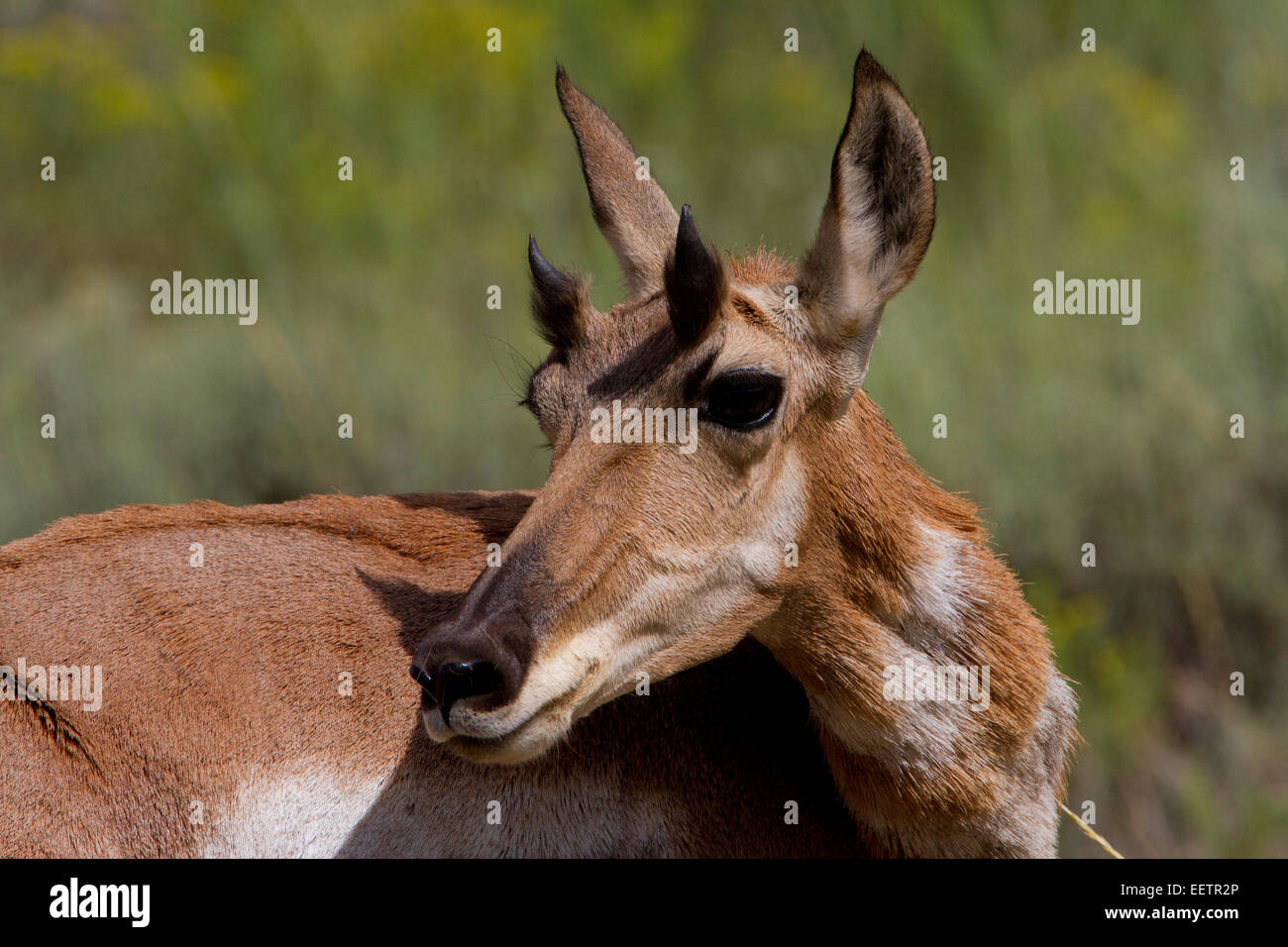 Doe pronghorn hi-res stock photography and images - Alamy