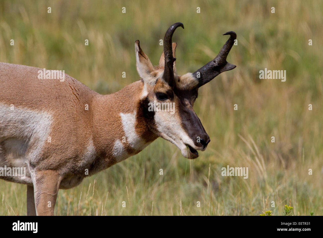 Buck with horns hi-res stock photography and images - Alamy