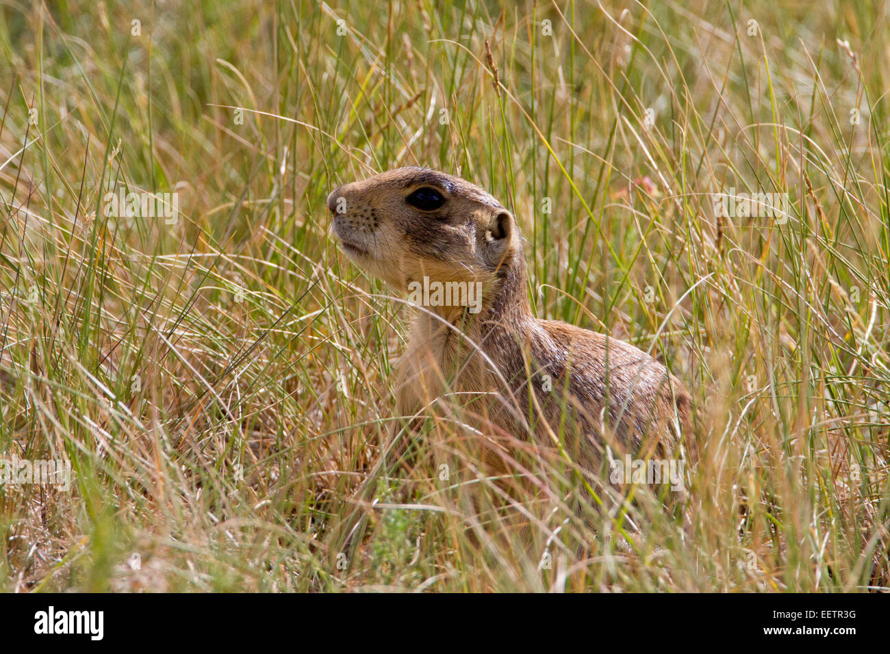 Utah Prairie Dog (Cynomys parvidens) in a meadow of tall grasses at ...