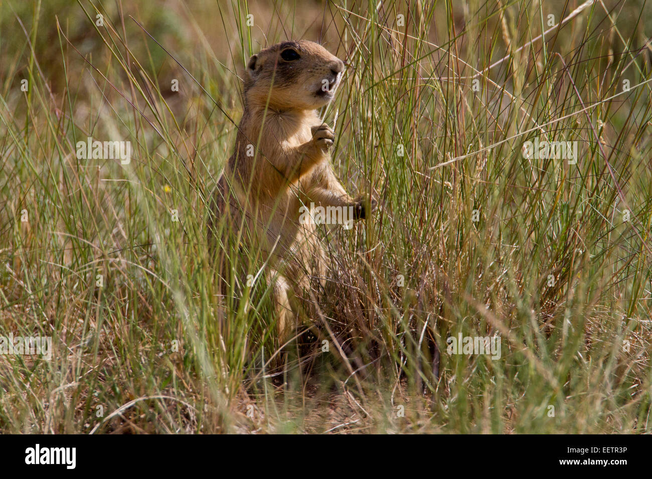 Utah Prairie Dog (Cynomys parvidens) standing & feeding in a meadow at ...
