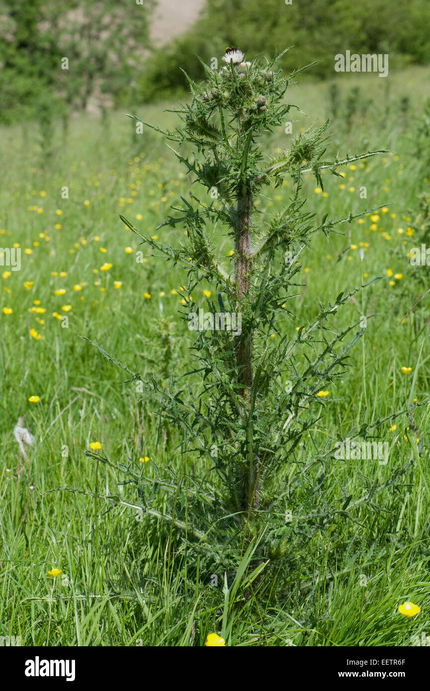 Bold marsh thistle or European swamp thistle, Cirsium palustre, white ...