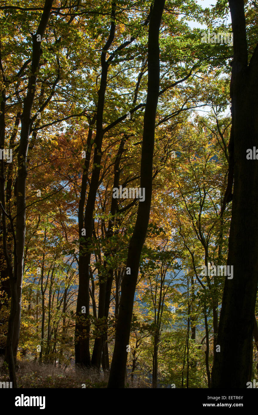 European Beech is a native broad leave tree in Europe and here growing ...