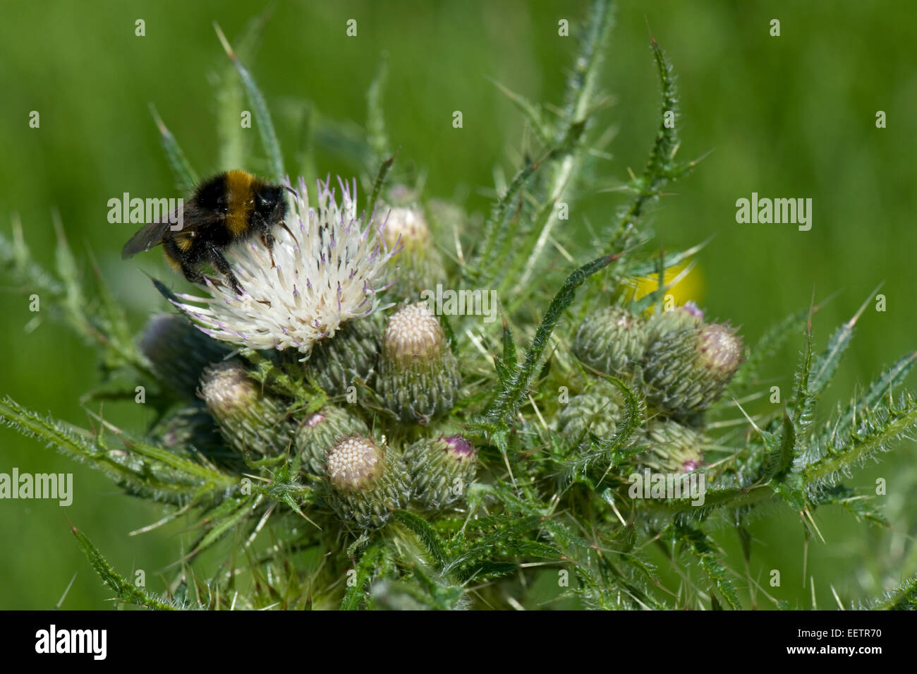 Swamp bee hi-res stock photography and images - Alamy