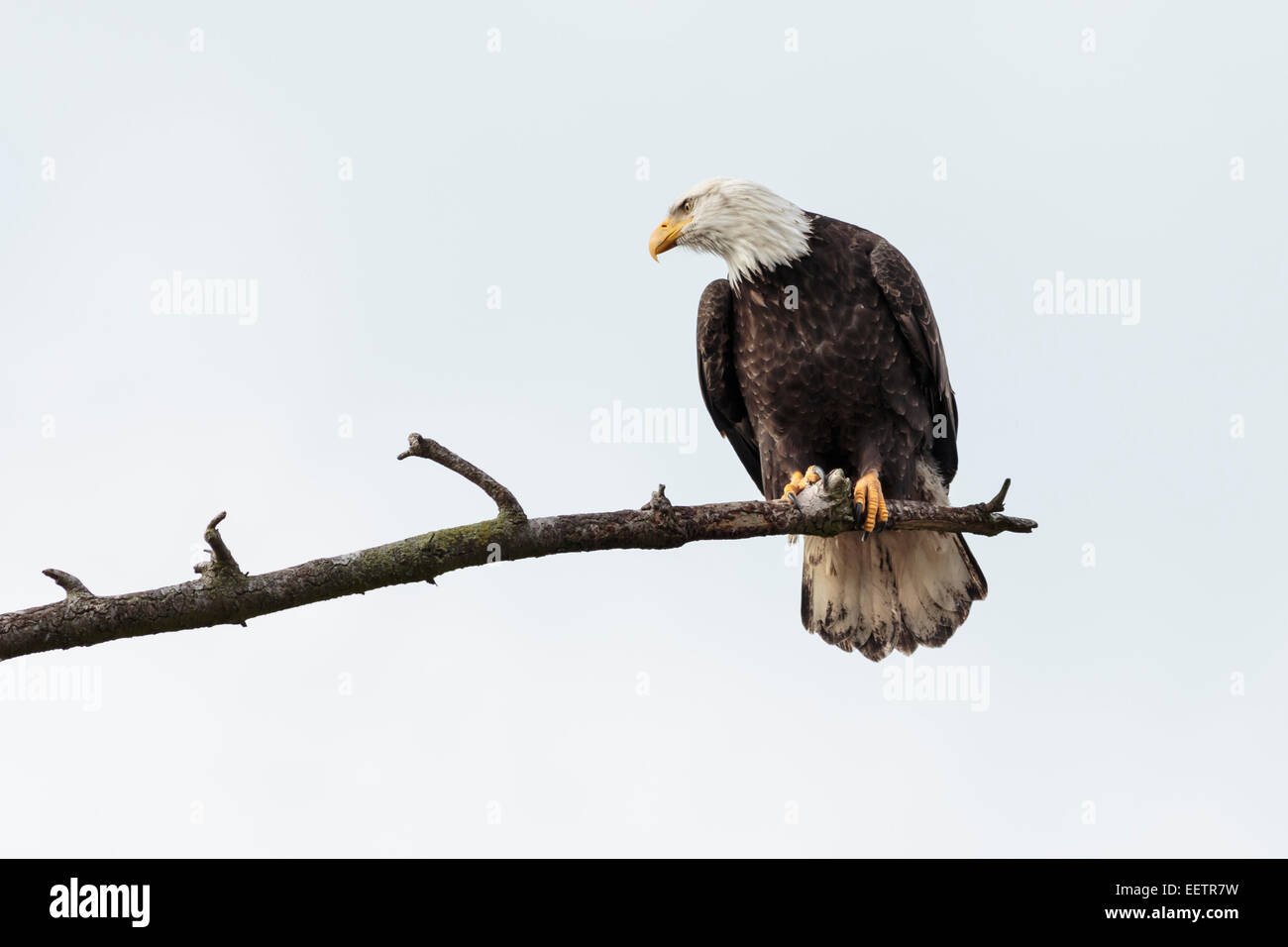 Bald eagle side on hi-res stock photography and images - Alamy