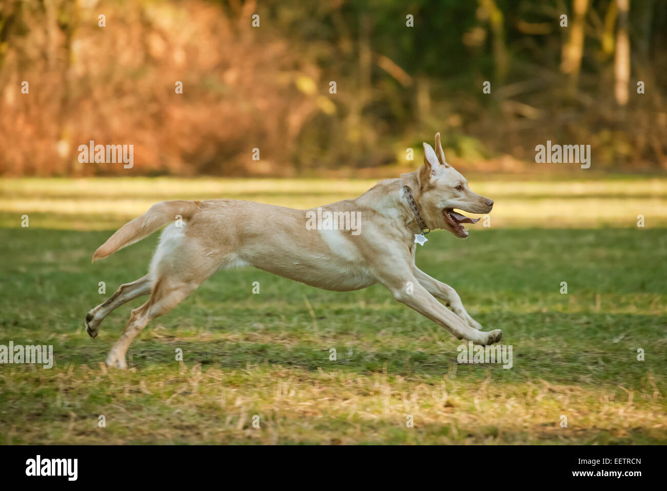 American yellow labrador hi-res stock photography and images - Alamy