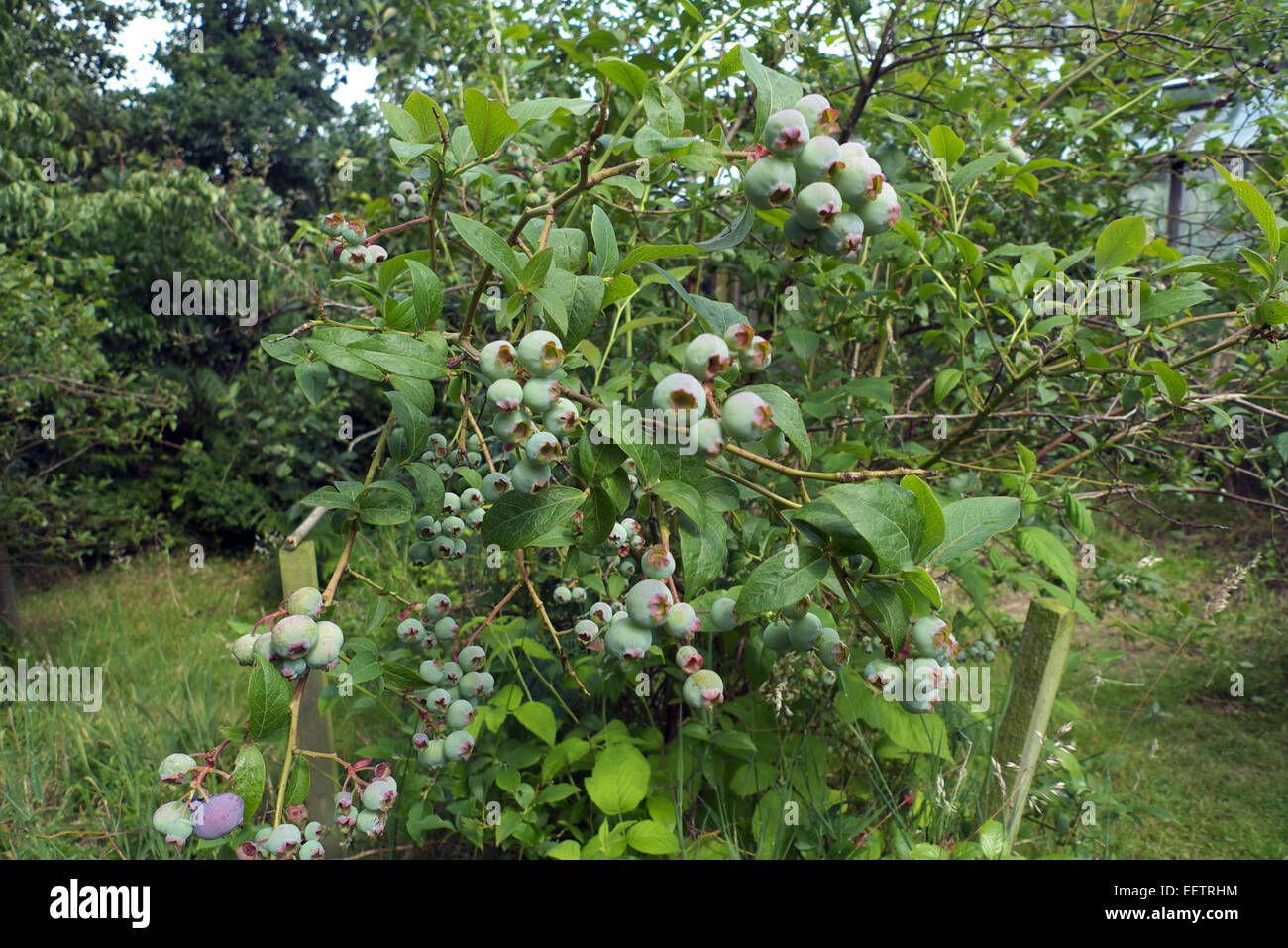 Blueberry bush in semi-wild woodland organic kitchen garden, Cheshire ...