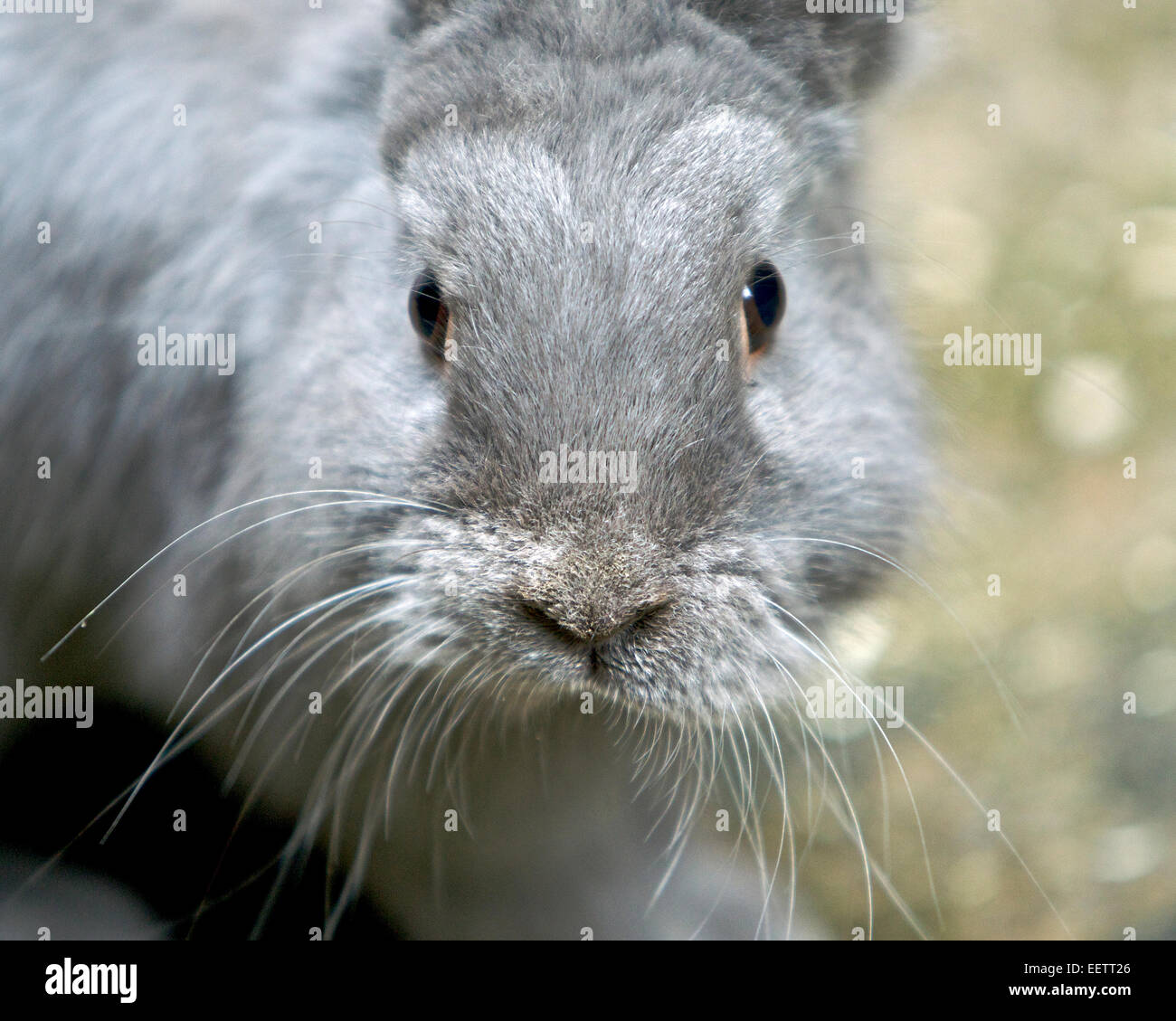 Rabbit fur hi-res stock photography and images - Alamy